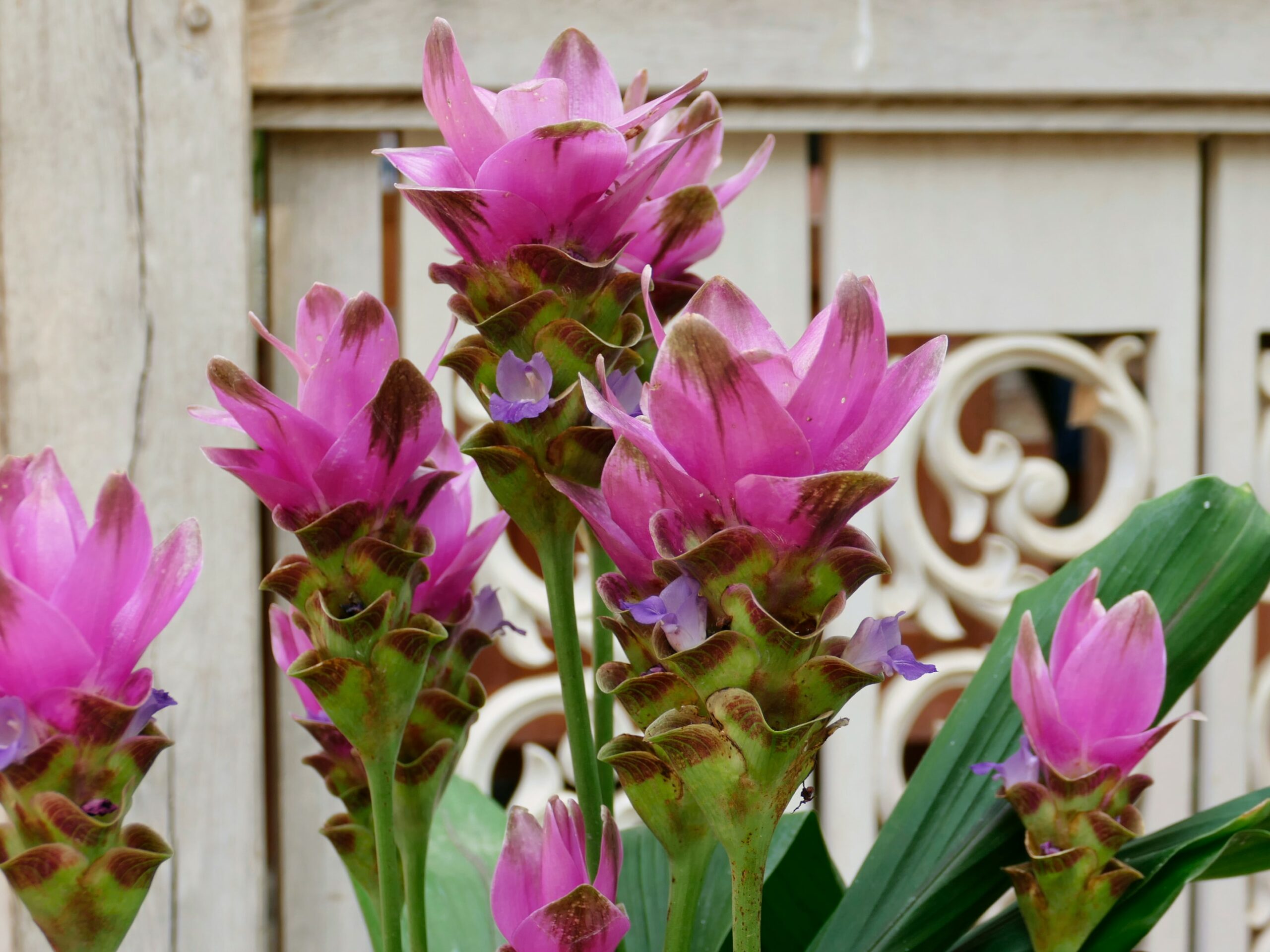 Curcuma Plant Verzorgen: Tips Voor een Gezonde Groei - Spiruella.nl